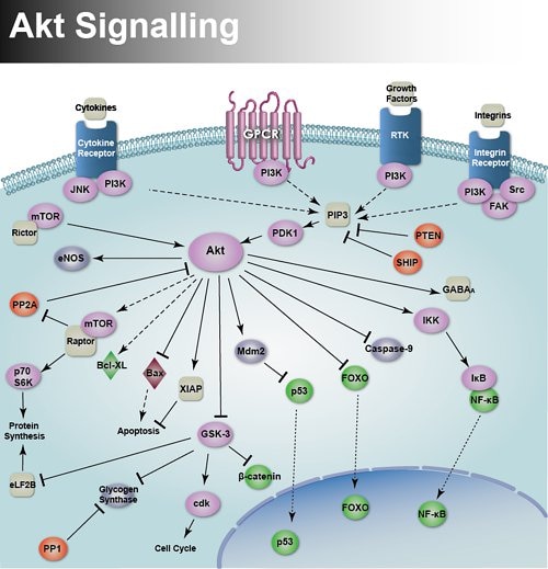 PI 3-Kinase/Akt Signaling | Tocris Bioscience