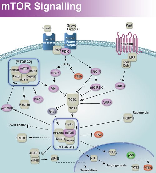 mTOR | Tocris Bioscience