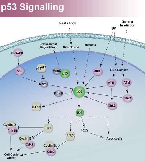 P53 Mdm2 Tocris Bioscience