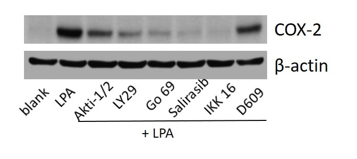 Go 6983 | Protein Kinase C | Tocris Bioscience